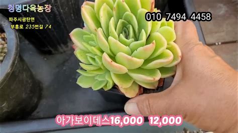 예쁜 다육이들 구경해요💜💜 Youtube