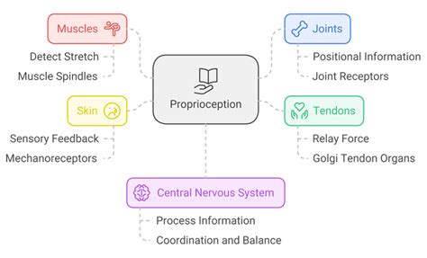 Master Proprioception To Run Injury Free And Stronger Quick And Precise Gear Reviews