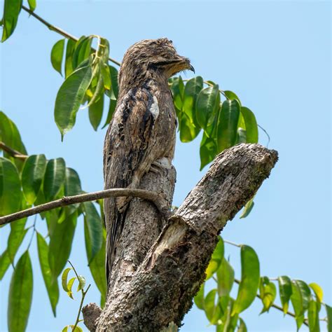 The Common Potoo With Its Tree Like Coloring And Ability To Perch