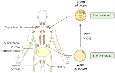 Adipose Tissue Diagram Tissues Dr Hunters Anatomy And