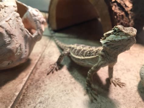 77 Best Chibs Images On Pholder Sonsofanarchy Furry And Northernlion