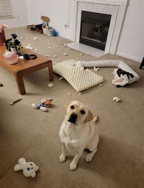 Hehe Dogs Know Your Meme