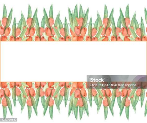 수채화 손 그린 자연 허브 식물 배너 프레임 오렌지 바다 갈매 나무 딸기와 녹색 잎 구성은 초대 및 텍스트 공간이 있는 인사말 카드를 흰색 배경에 가을에 대한 스톡 벡터