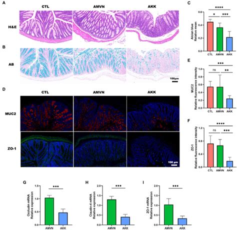 Disruption Of The Intestinal Barrier By Excess Colonization Of
