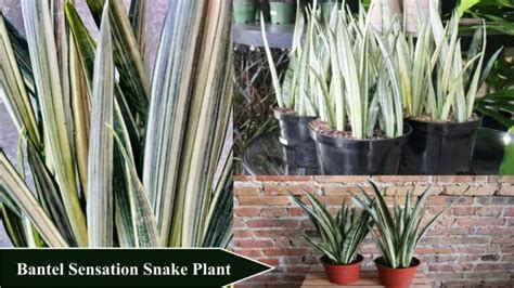Amazing Types Of Snake Plants For A Refreshing Garden