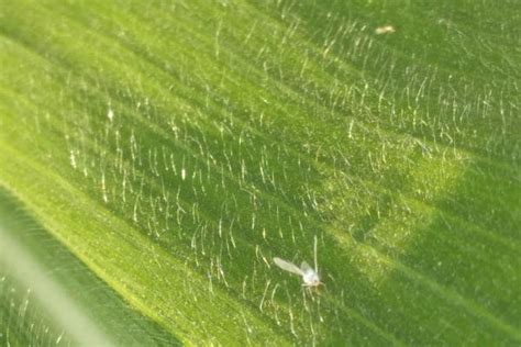 防治飞虱和蓟马要注意什么，可全田喷施吡虫啉等药物 新三农