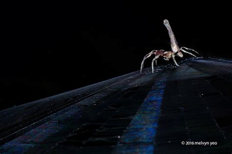 Tree Stump Spider By Melvynyeo On Deviantart