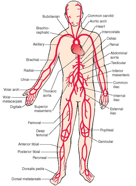 Diagram Of The Major Arteries In The Circulatory System Labe