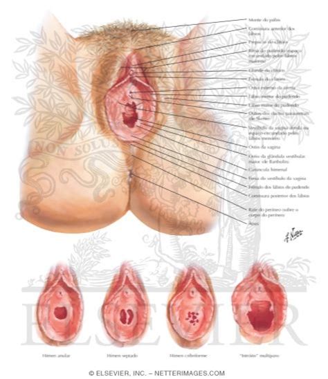 Anatomia Externa Feminina Sistema Reprodutor Feminino Toda Matéria