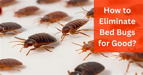 How To Eliminate Bed Bugs For Good