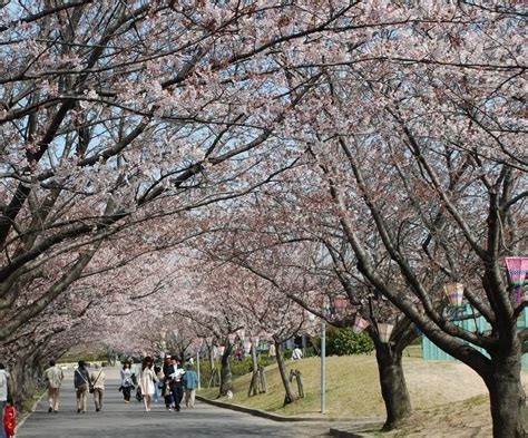 วิธีการเดินทาง เวลาทำการ และสถานที่ท่องเที่ยวใกล้เคียงของ ดอกซากุระที่สวนอาซาฮี Matcha สื่อการ