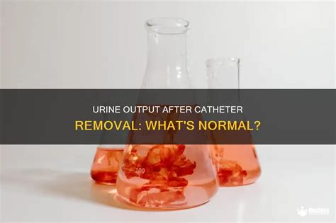 Urine Output After Catheter Removal Whats Normal Medshun