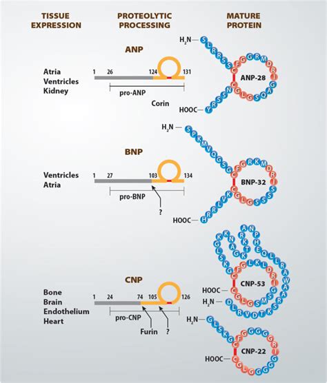 Tissue Expression Of Nps Proteolytic Activation Processing From Download Scientific Diagram