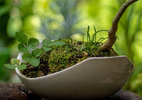 Small Tree Setting In A Small Pot As A Mini Bonsai Stock Image Image