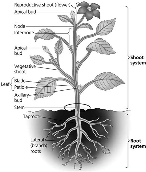 Solved Reproductive Shoot Flower Apical Bud Node Internode Apical