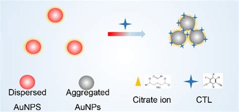 Schematic Illustration Of Aunps Based Colorimetric Detection Of Ctl Download Scientific Diagram