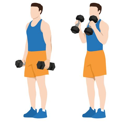 Hammer Curls Exercise