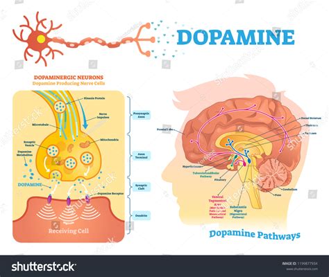Dopamine Vector Illustration Labeled Diagram Action Stock Vector Royalty Free 1199877934