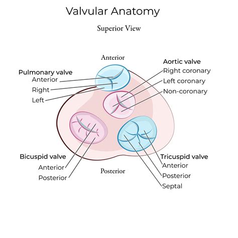 Heart Valve Anatomy