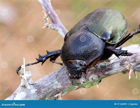 Scarab Beetle Stock Image Image Of Scarab Iridescent 21162491
