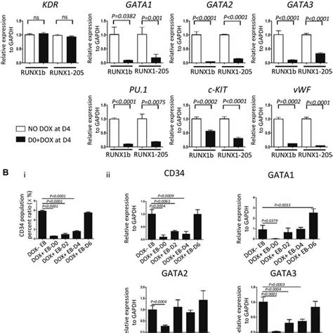 Ectopic Expression Of Runx1b And Runx1 205 Blocks Hematopoiesis In