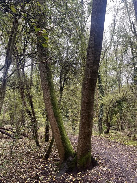 Why Do Some Trees Grow Multiple Trunks TH Trees Ltd Tree Surgeons