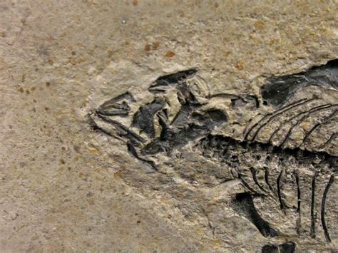 Barasaurus Besairiei