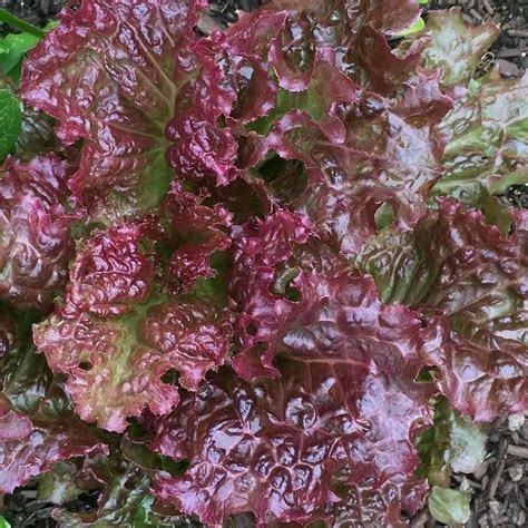 Ruby Red Lettuce Seeds Artofit