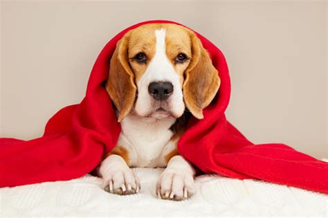 비글 개 한 마리가 담요를 덮고 침대에 누워 있다 집의 차가운 공기 온도 추운 겨울에 집을 난방하는 개념 10월에 대한 스톡 사진 및 기타 이미지 Istock