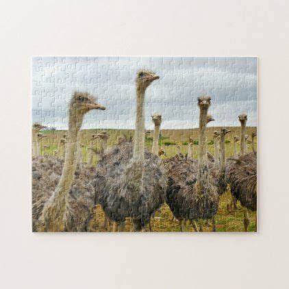 Flock Of Ostriches Jigsaw Puzzle Zazzle Ostriches Jigsaw Puzzles