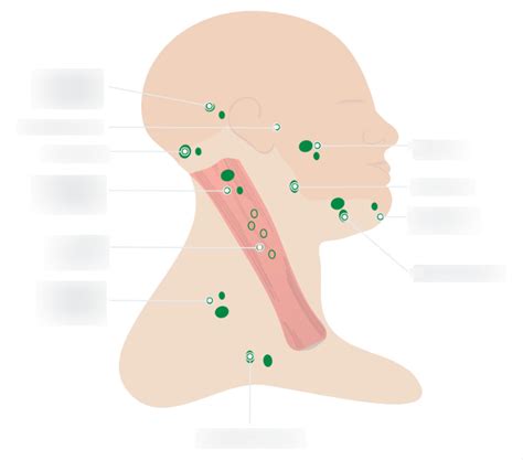 Head And Neck Lymph Nodes Anatomy Diagram Quizlet