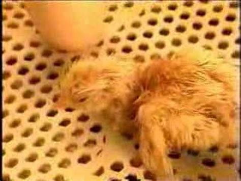 DISCOVERY CHICK SEXING YouTube