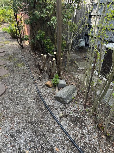 Is This What My Fig Tree Should Look Like After My Gardener Pruned It R Gardening