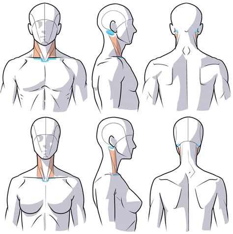 Shoulders And Neck Reference Neck Turn Reference Anatomy Reference