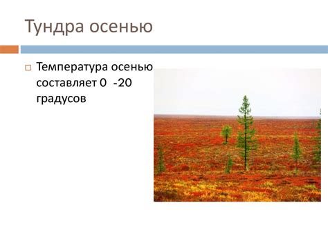 Тундра. Растительный и животный мир тундры - презентация онлайн