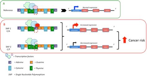Allelic Variations At Regulatory Regions Will Affect Gene Expression