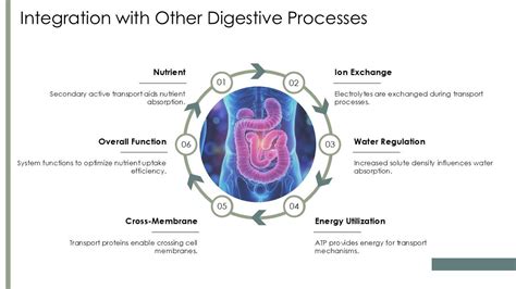 Secondary Active Transport Digestive System Ppt Sample Acp Ppt Example