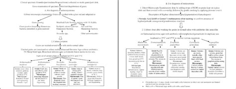 Diagnostic Algorithm For Mycetoma 2 Download Scientific Diagram