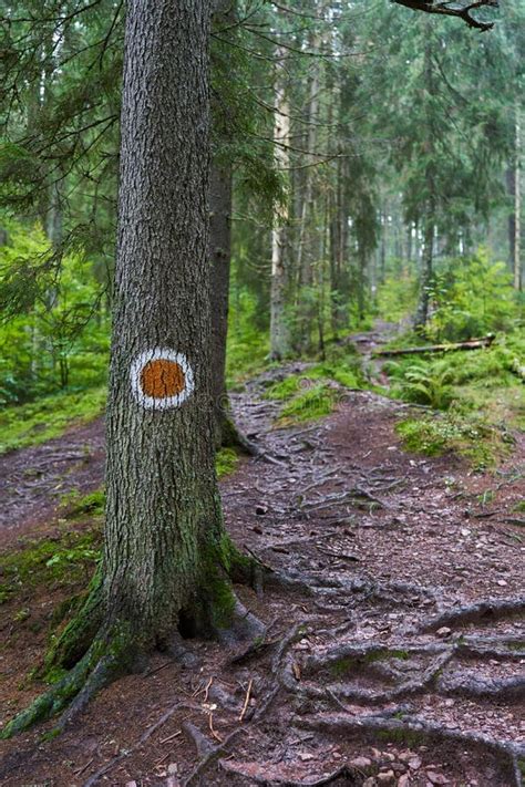 Tree Roots Landscape Stock Photo Image Of Scene Beautiful 259589702