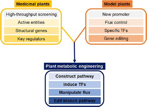 New Strategies For Plant Metabolic Engineering Research Download