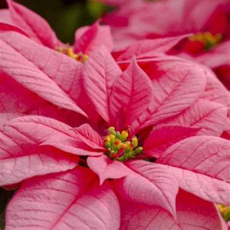 How To Care For Poinsettia Hicks Plant Care Library