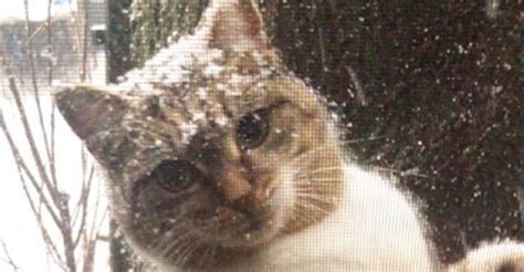 Das Mädchen Sah Eine Katze Welche Mit Kätzchen Kurz Vor Dem Erfrieren