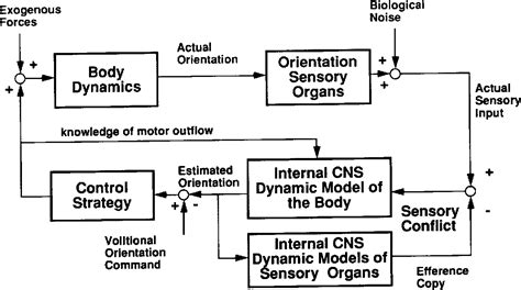 Figure 2 From Sensory Conflict In Motion Sickness An Observer Theory