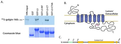 Three Basic Residues In The Intracellular Loop 3 Of β1ar Are Required Download Scientific