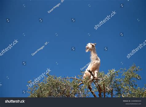 11659 아르간 이미지 스톡 사진 및 벡터 Shutterstock