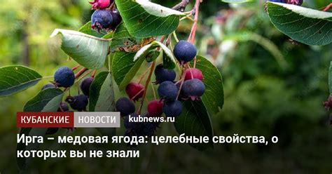 Ирга – медовая ягода: целебные свойства, о которых вы не знали. 20 ...