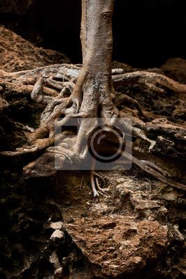 Roots Of Tree Growing Inside Cave Of Tropical Rainforest Posters For The Wall Posters