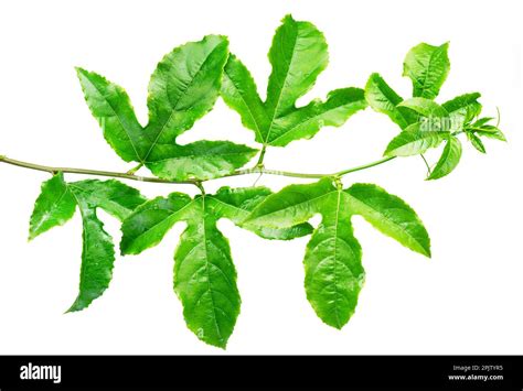 Passion Fruit Or Maracuya Twig On White Background Clipping Path Stock
