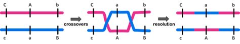 multiple crossovers the three point testcross chromosomes genes