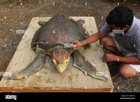 Mumbai India December 10 4 Foot And 3 Inch Size And Above 200 Kg